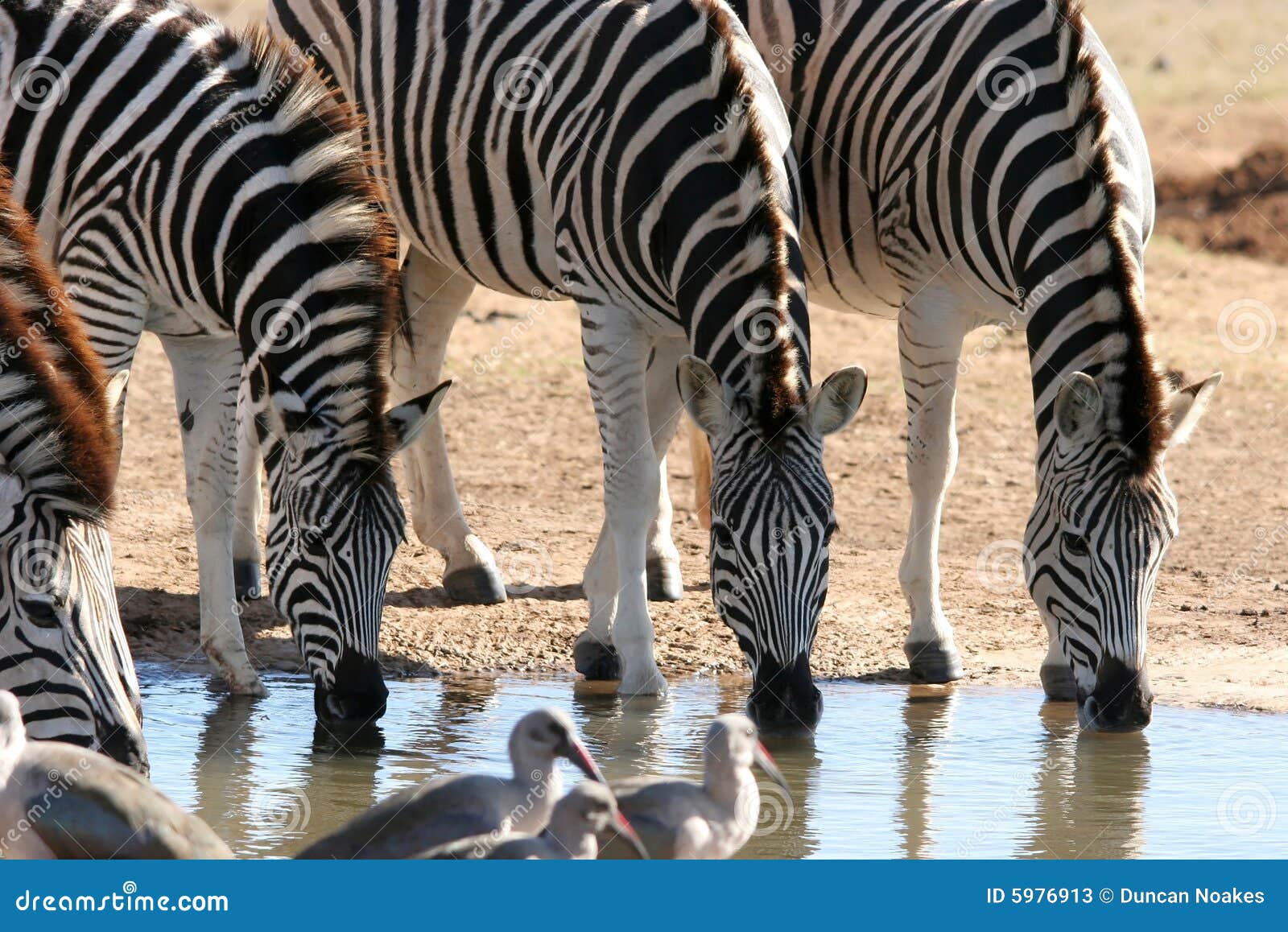 Zebras drinking water stock image. Image of striped, south - 5976913