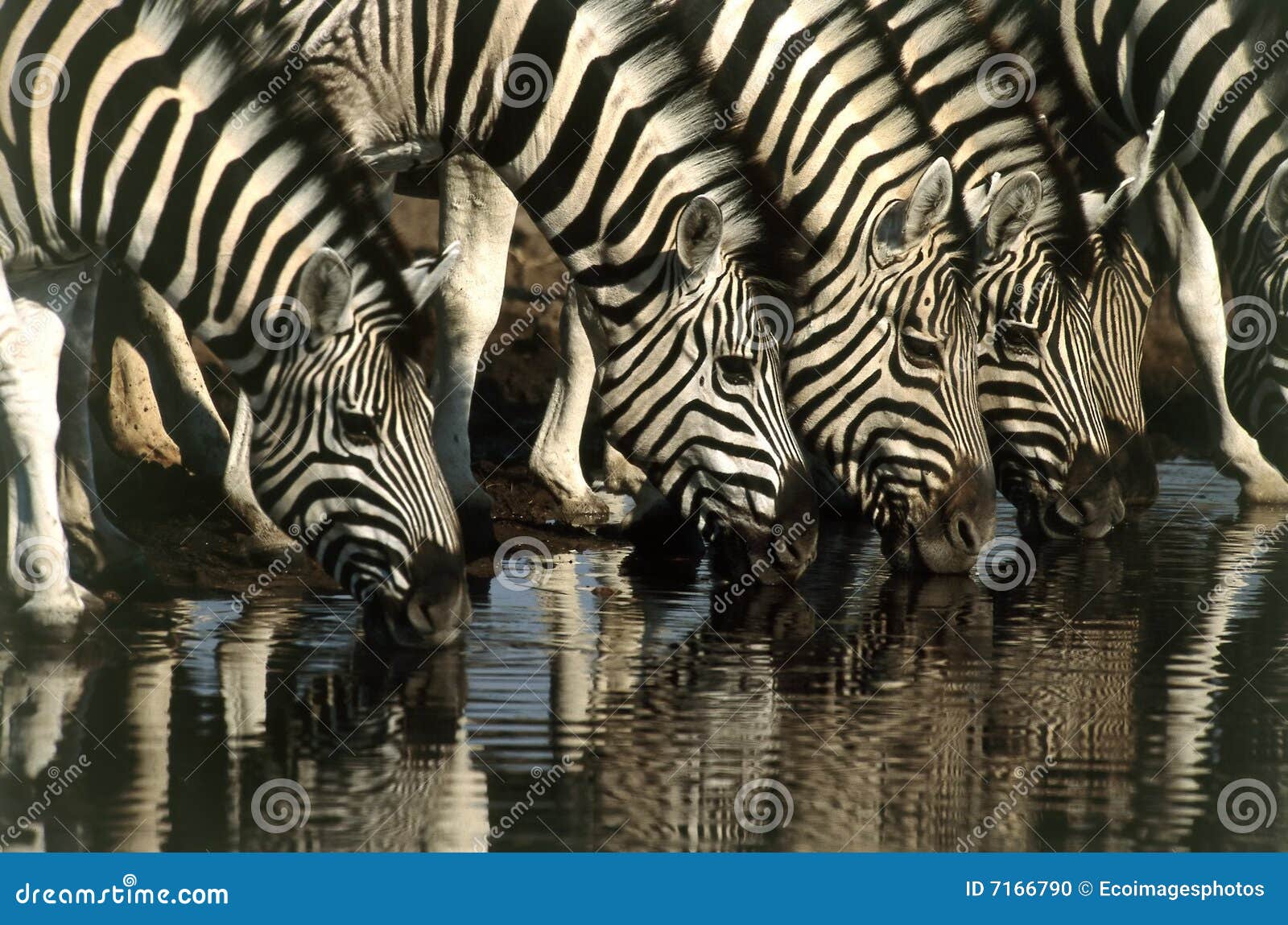 Zebras drinking water stock photo. Image of texture, bush - 7166790