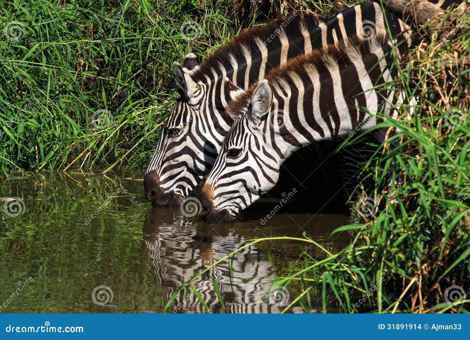 Zebras drinking stock photo. Image of common, tanzania - 31891914