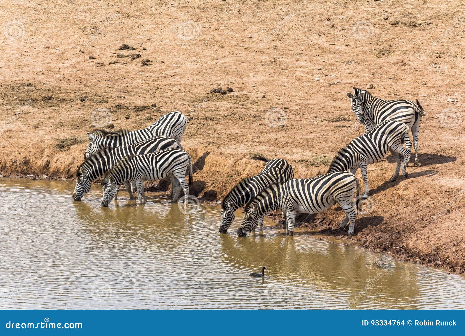 Zebras Drinking at the Water Hole, South Africa Stock Photo - Image of ...