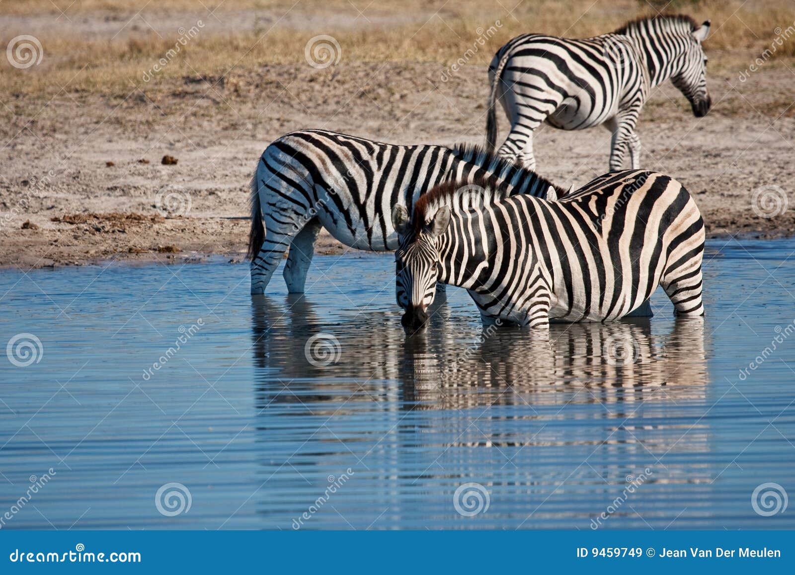 Zebras Drinking at Waterhole Stock Image - Image of nature, herd: 9459749