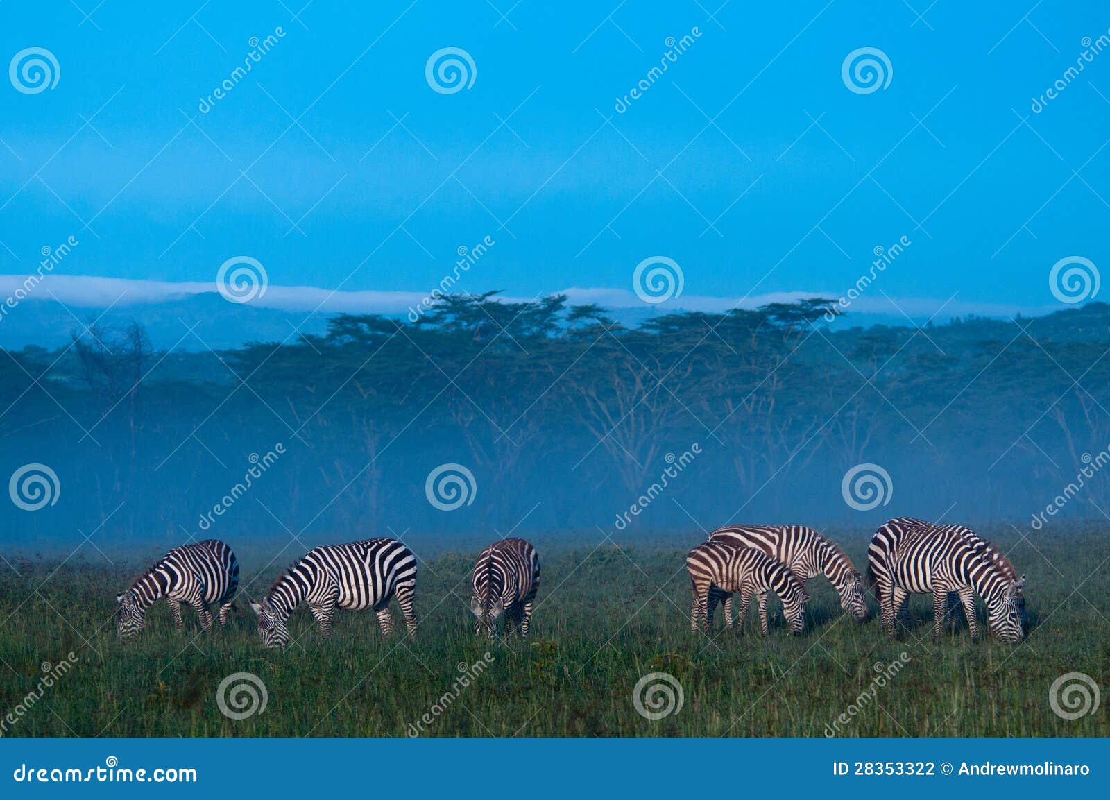 Zebras in the Early Morning Mist Stock Photo - Image of travel, cool ...