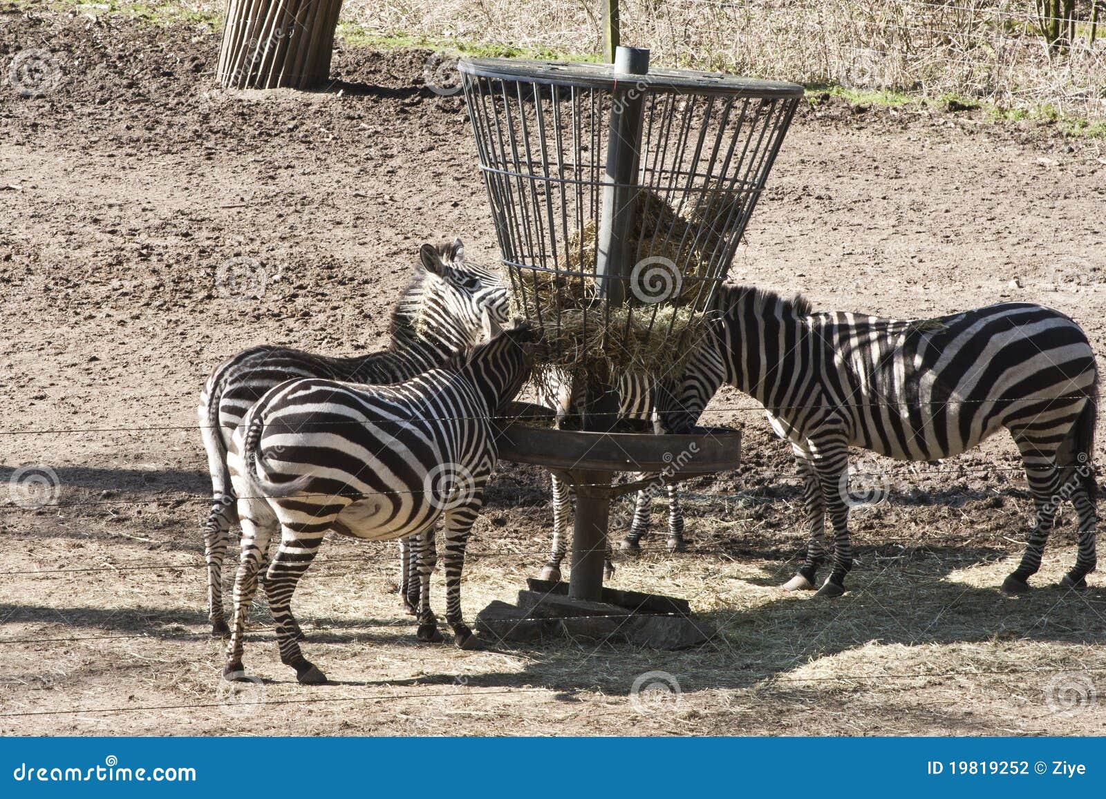 Zebras eating stock photo. Image of travel, endangered - 19819252