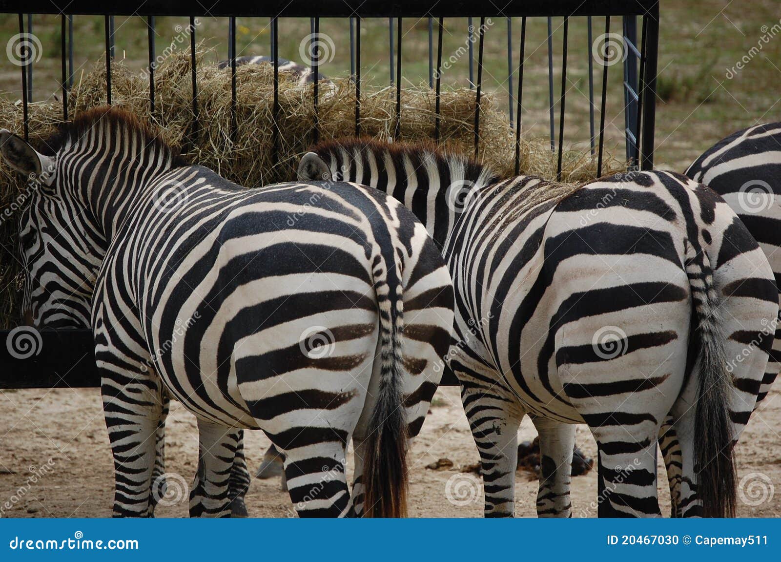 Zebras eating stock photo. Image of partnership, closeness - 20467030