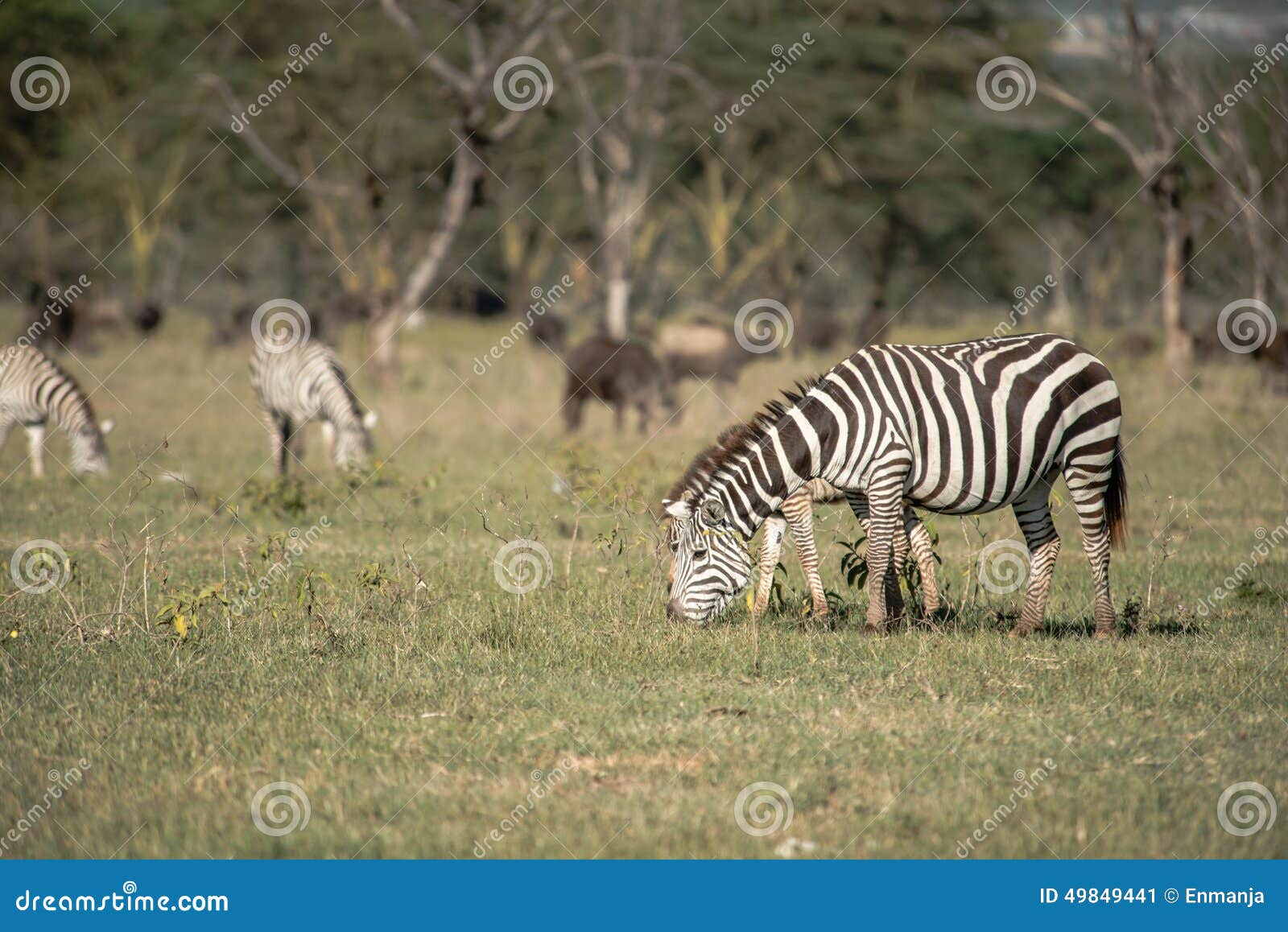 Zebras eating grass stock image. Image of grass, scull - 49849441