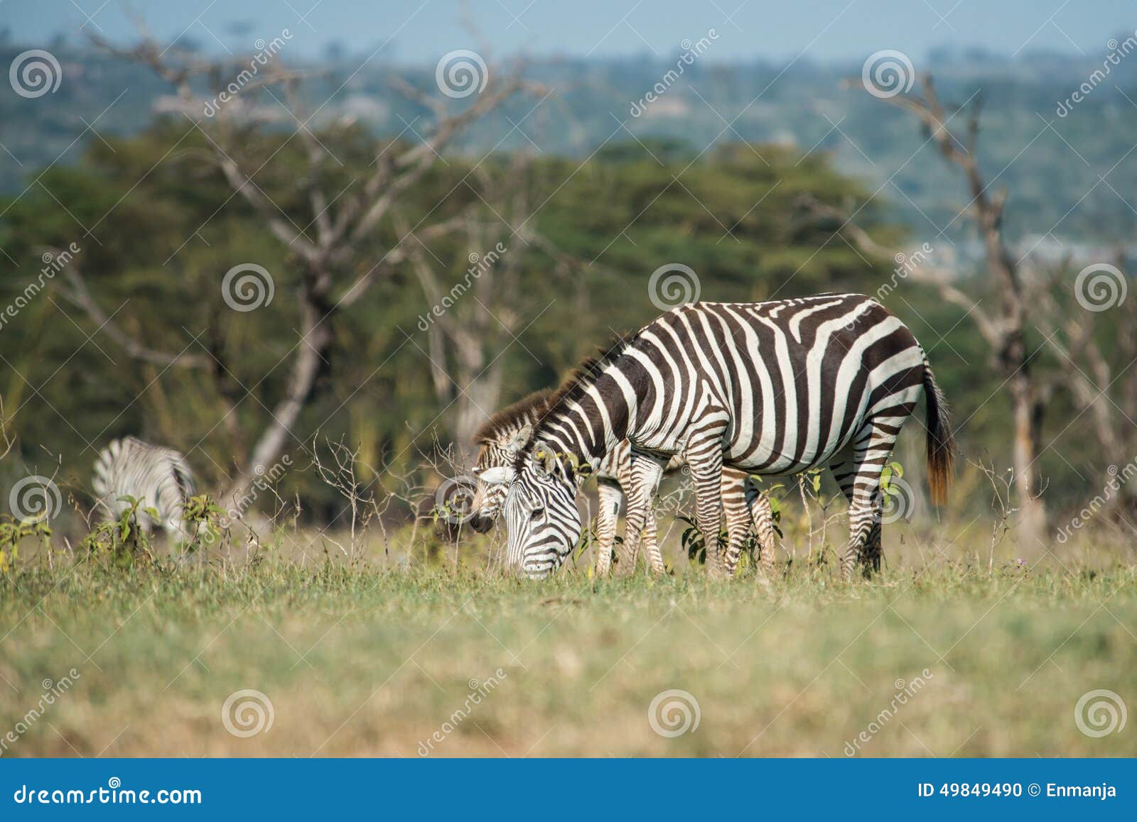 Zebras eating grass stock photo. Image of eating, baby - 49849490