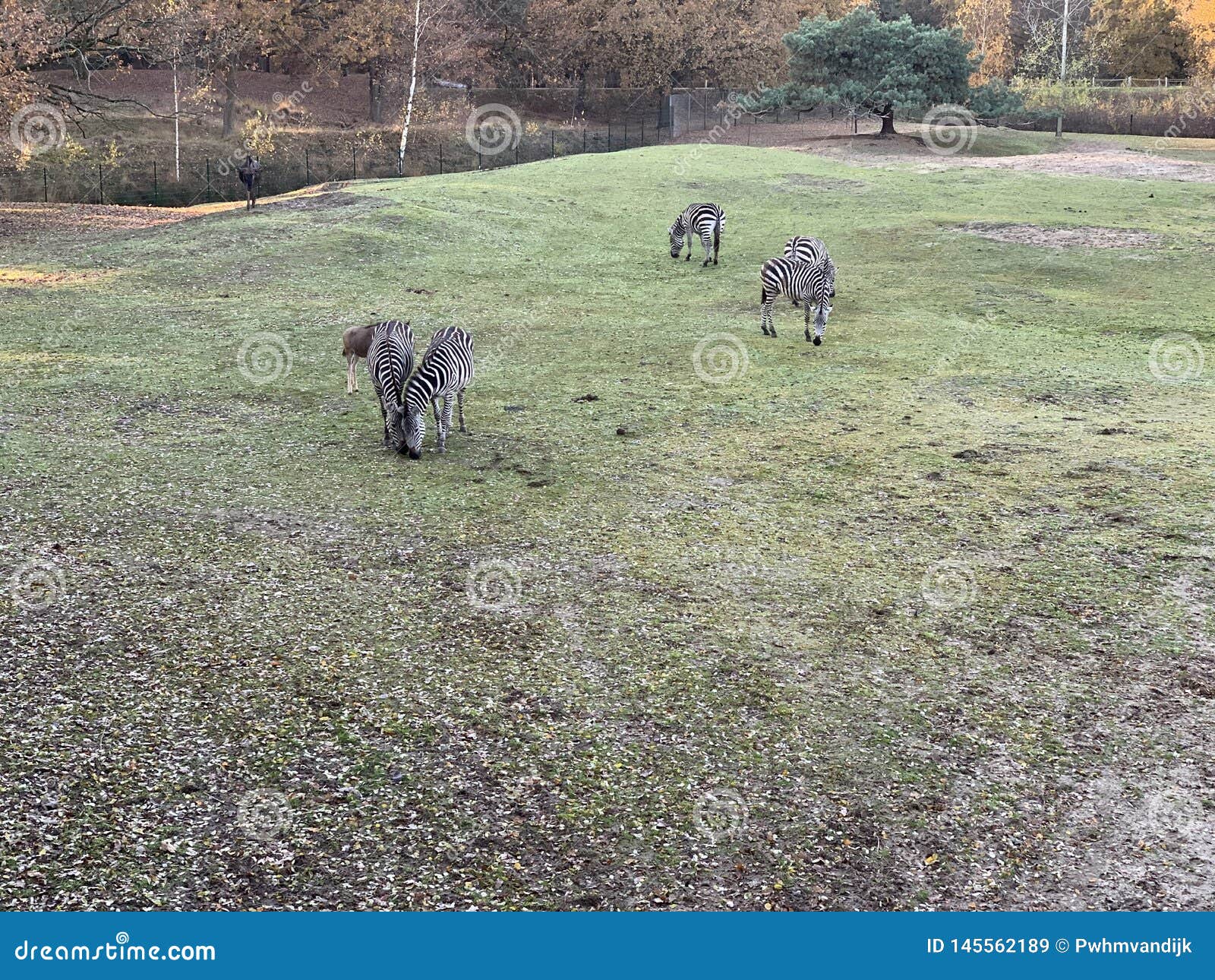 Zebras eating grass stock image. Image of trees, beekse - 145562189