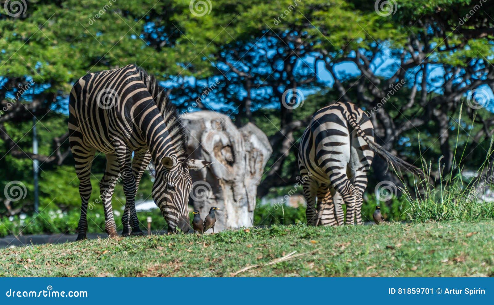 Zebras Eating Grass stock image. Image of animals, grass - 81859701