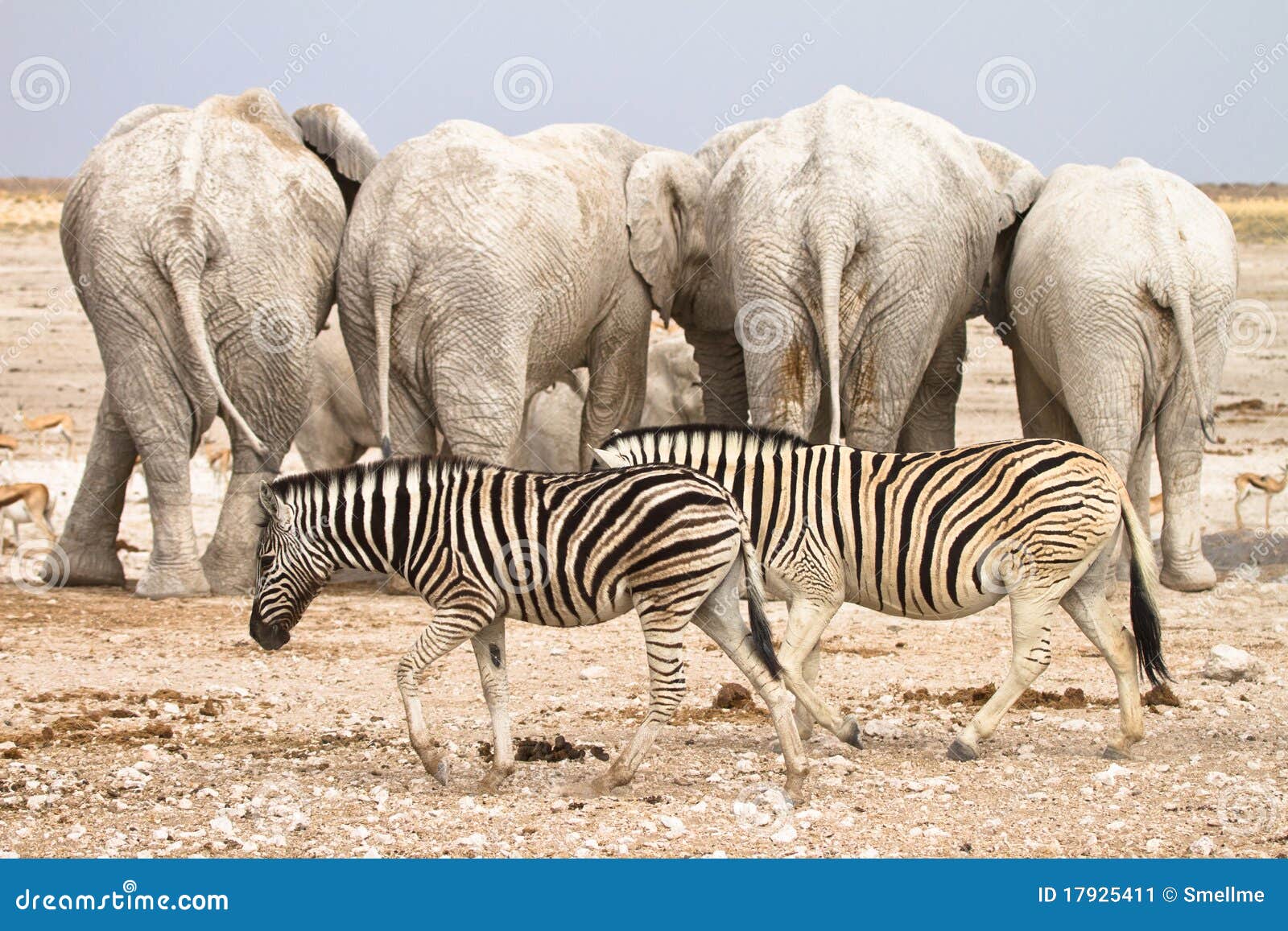 Asian Elephant Zebra