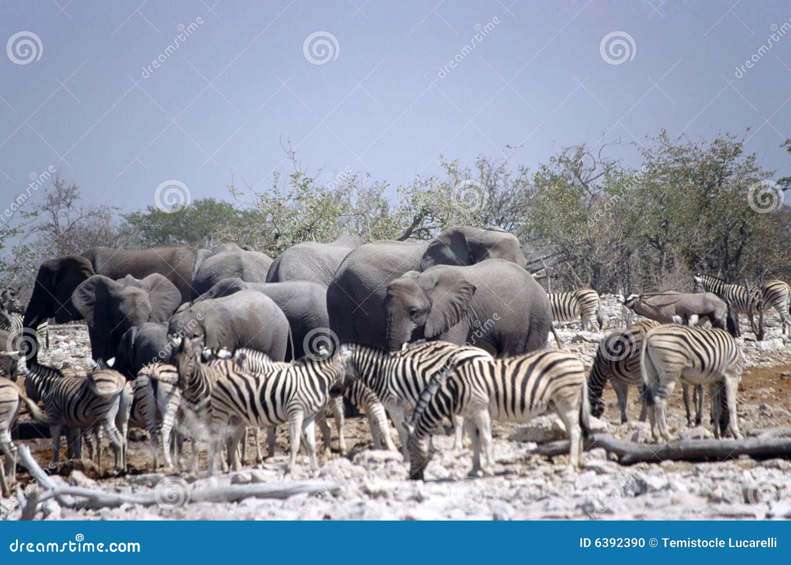 Zebras and elephants stock photo. Image of elephnat, holiday - 6392390