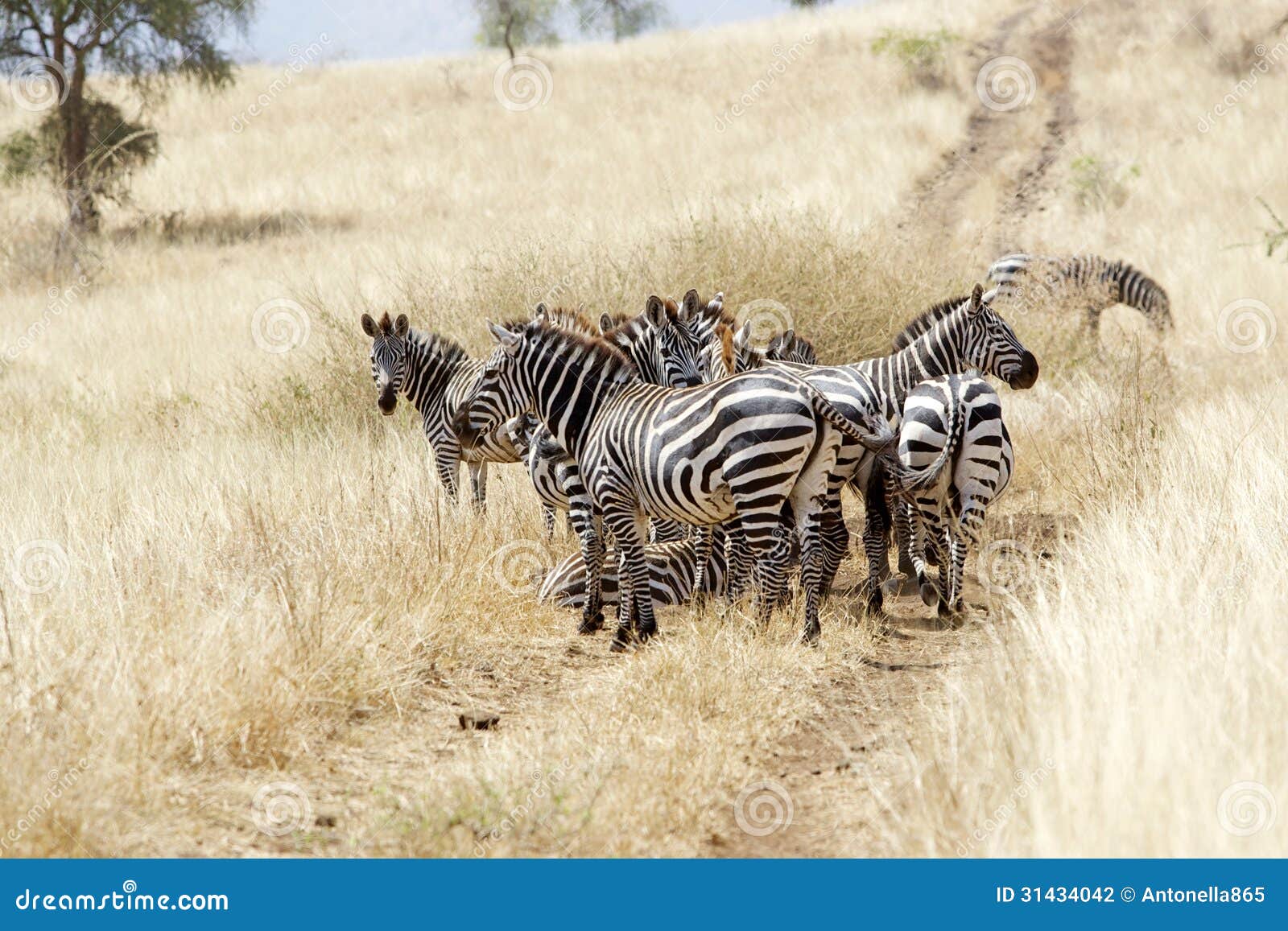 Zebras (Equus Burchellii) in the Savanna Stock Photo - Image of place ...