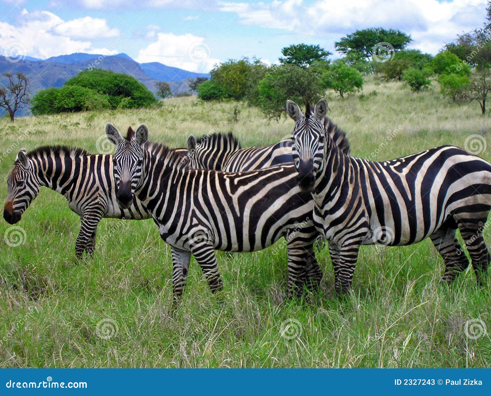 Zebras Stock Photography | CartoonDealer.com #43414118