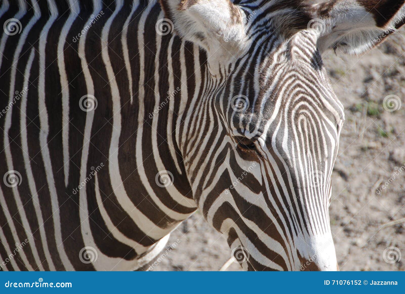 Zebras eye stock photo. Image of white, animals, zebra - 71076152