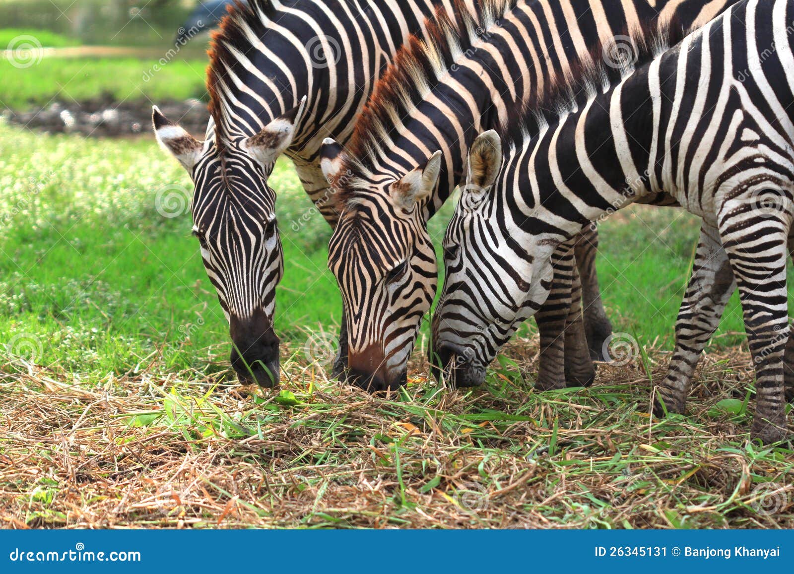 Zebras feeding on grass stock image. Image of adventure - 26345131