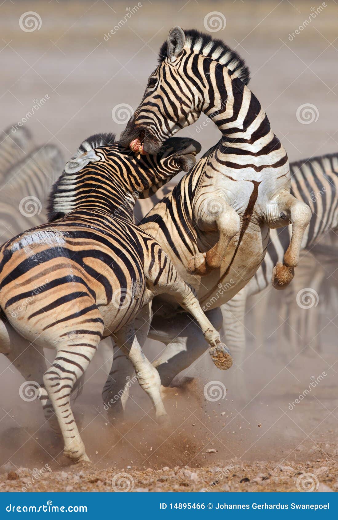 Zebras fighting stock photo. Image of animals, action - 14895466