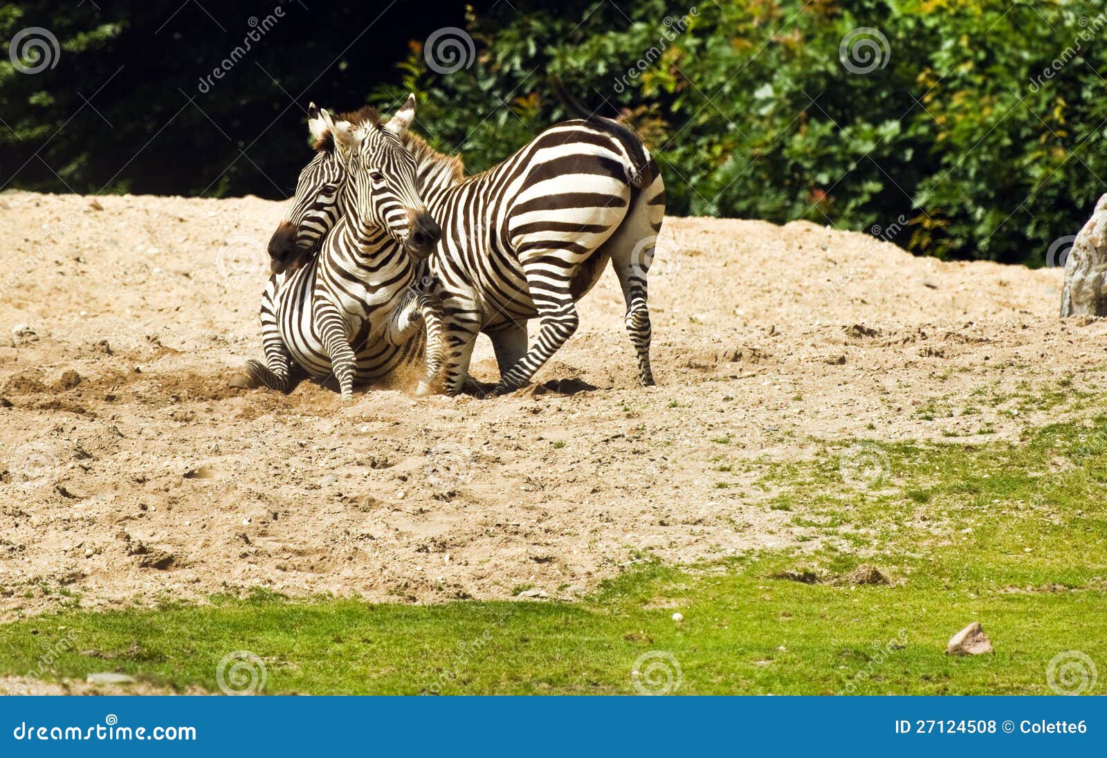 Zebras fighting stock photo. Image of animals, herbivorous - 27124508