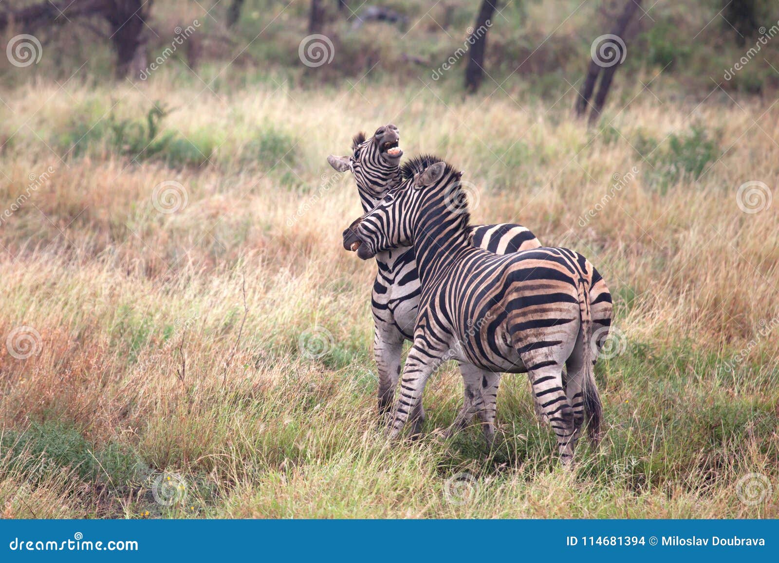 Zebras Fighting Stock Photos - Download 365 Royalty Free Photos