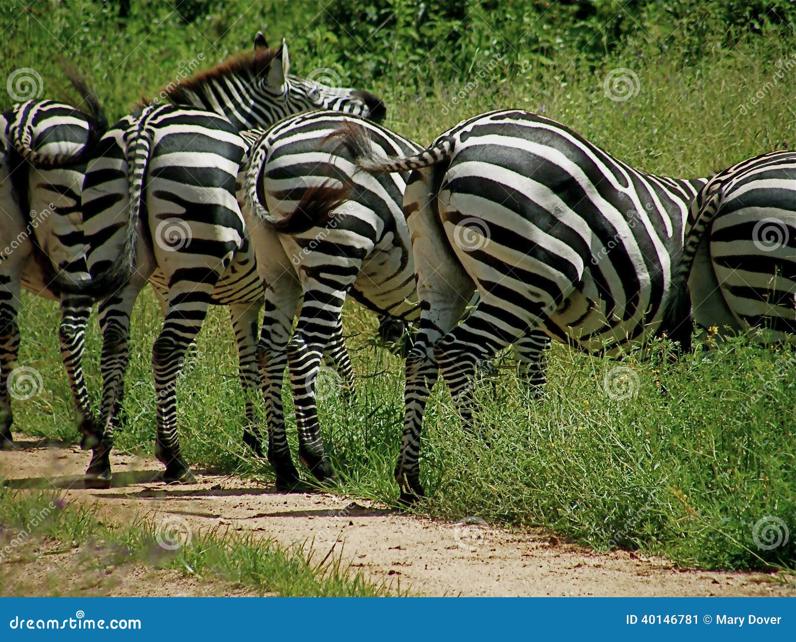 Zebras stock image. Image of comical, animal, white, travel - 40146781