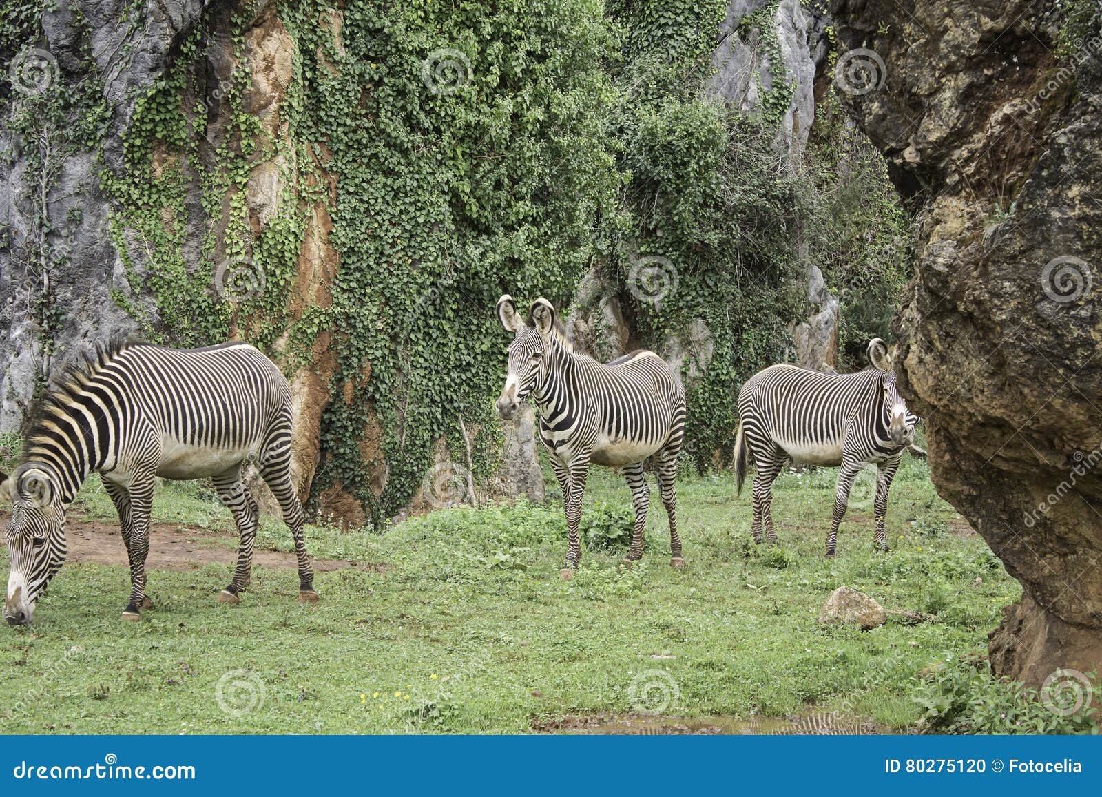 Zebras in forest stock photo. Image of head, face, field - 80275120