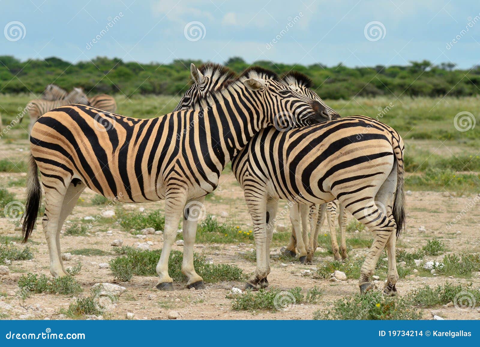 Zebras Friends Picture. Image: 19734214
