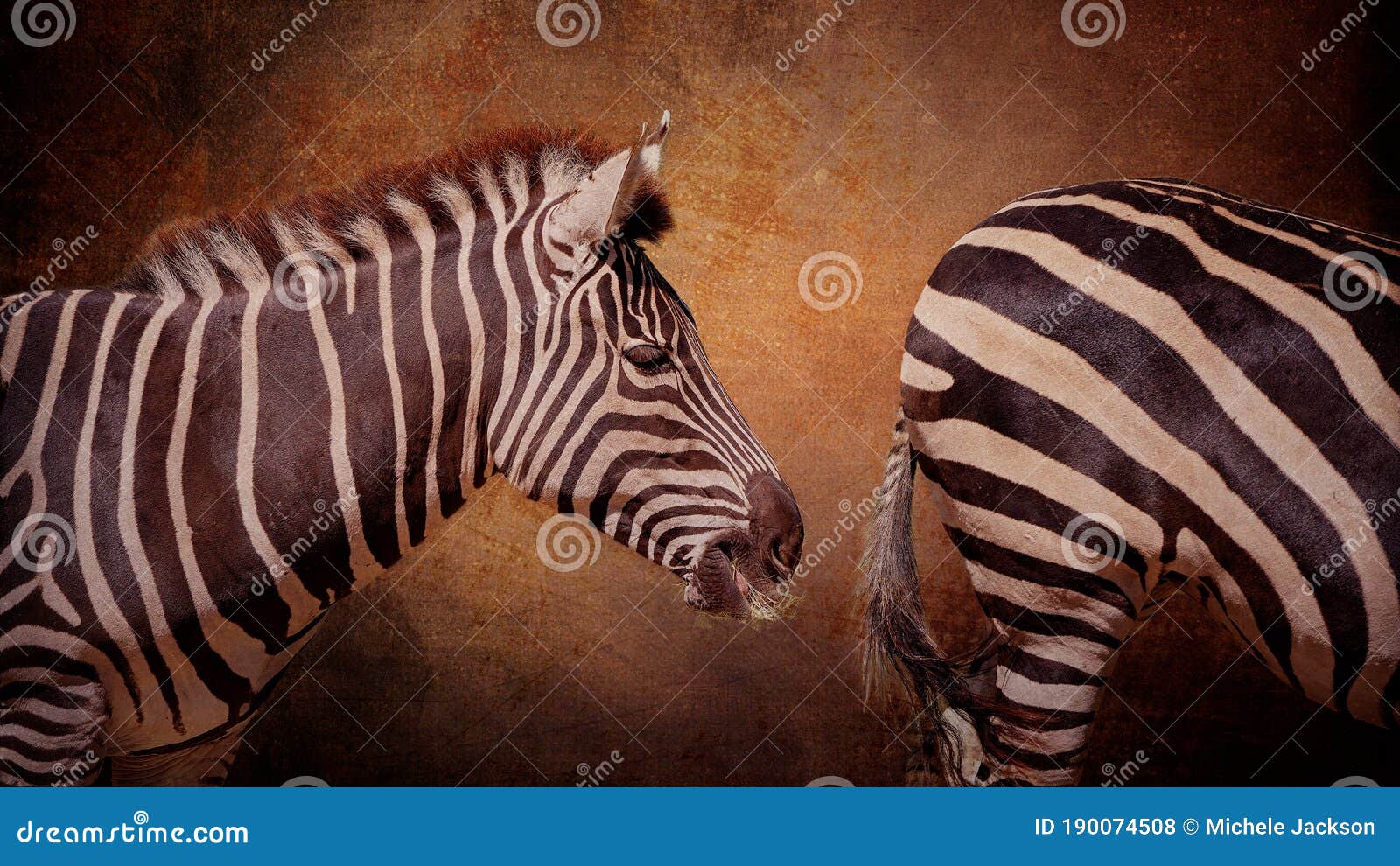 Zebras Front and Back stock photo. Image of space, mammal - 190074508