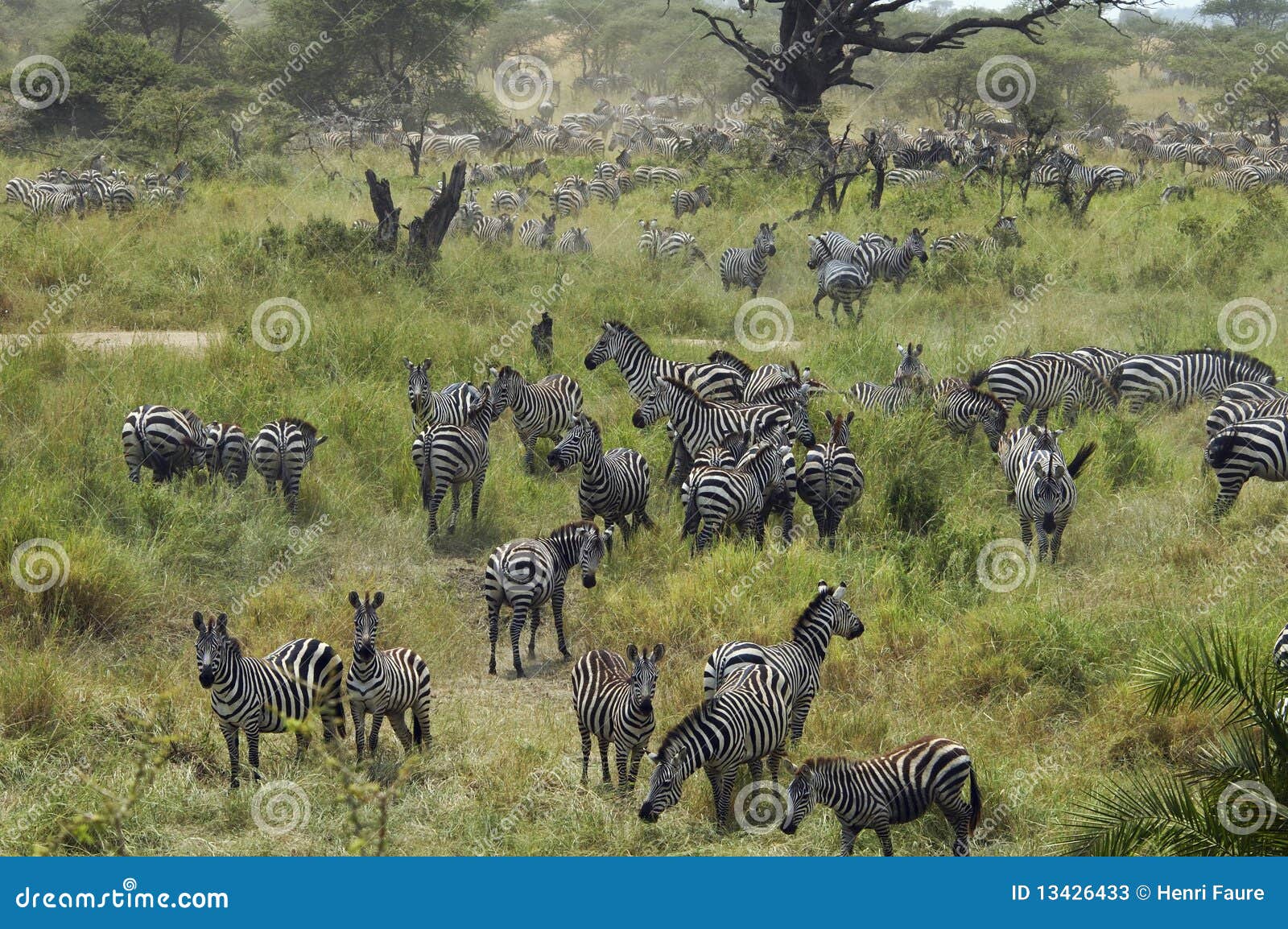 Zebras Gathering in Spring. Tanzania Stock Image - Image of gather ...