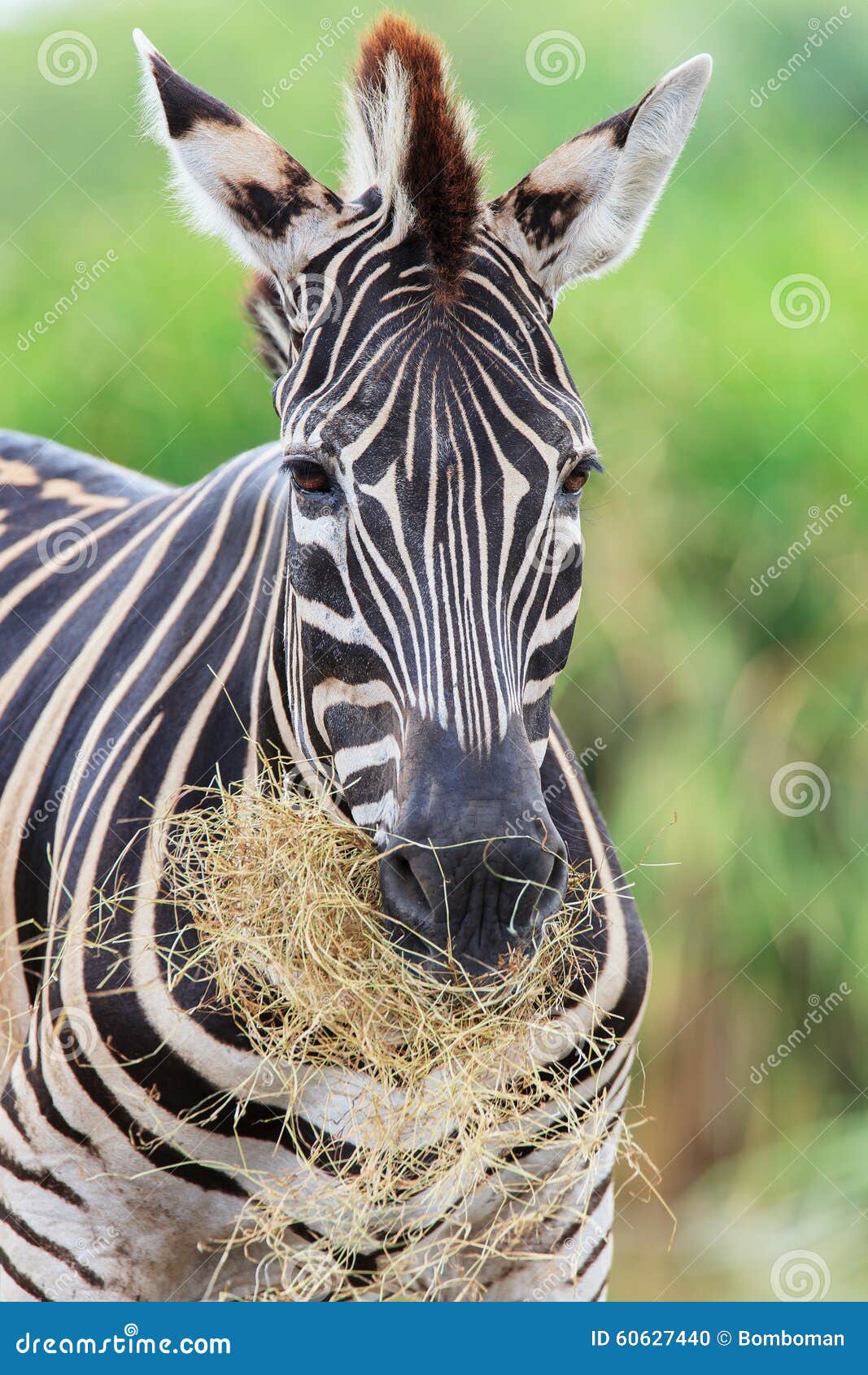 Zebras Gaze Grass in the Open Zoo Stock Photo - Image of fauna ...