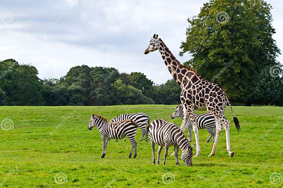 Zebras and giraffe stock image. Image of bush, nature - 24096461