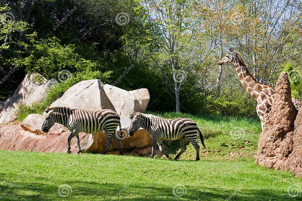 Zebras and Giraffe stock photo. Image of animal, mammals - 4882688