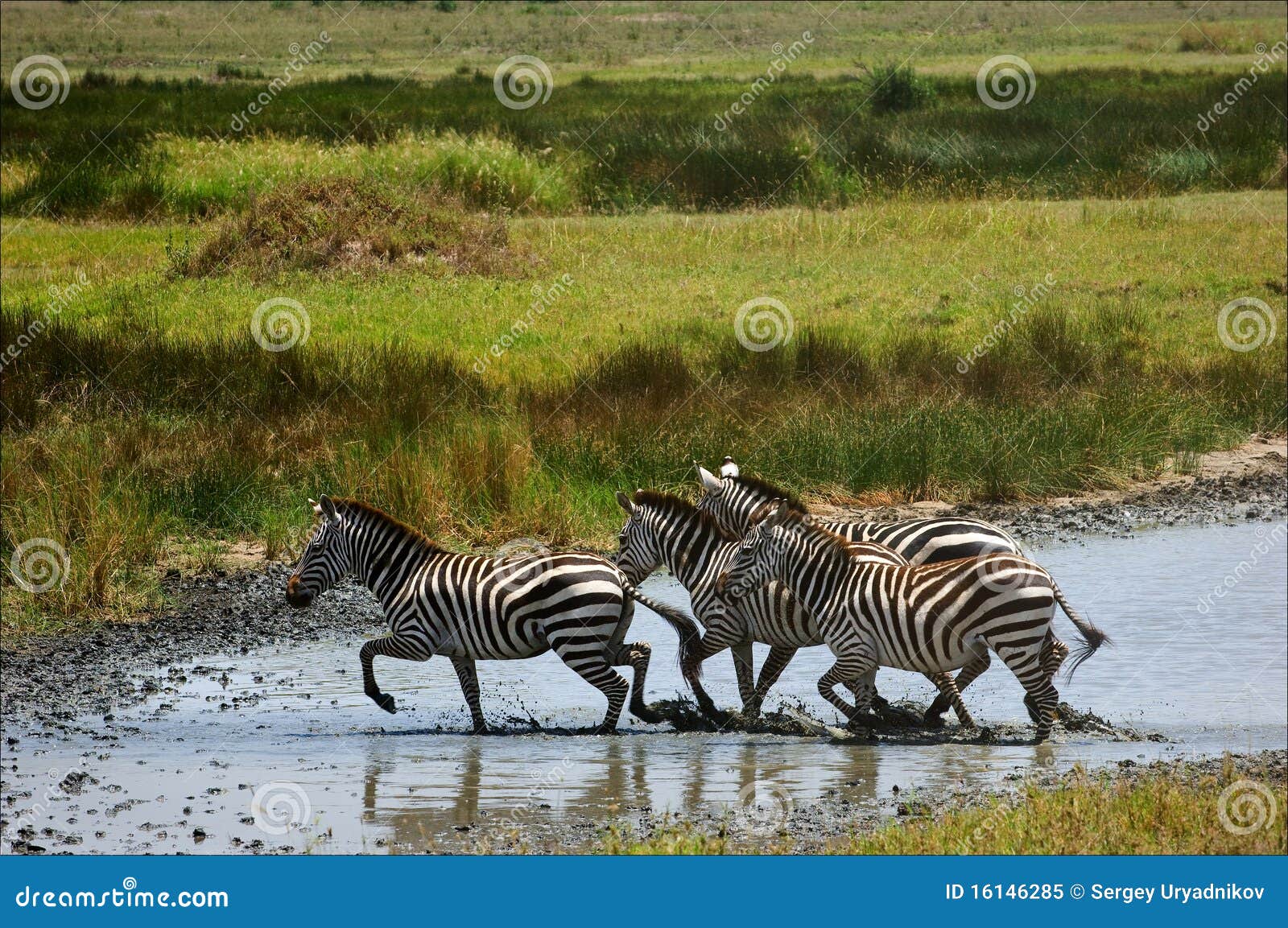 Zebras go on water. stock image. Image of camouflage - 16146285