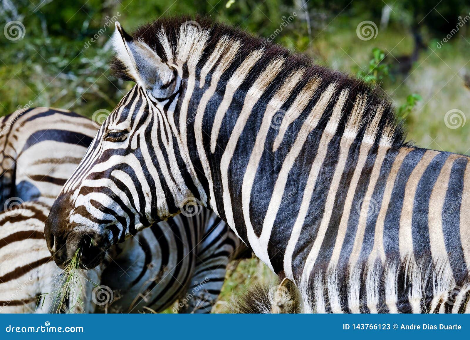 Zebras grazing stock image. Image of nature, east, creature - 143766123