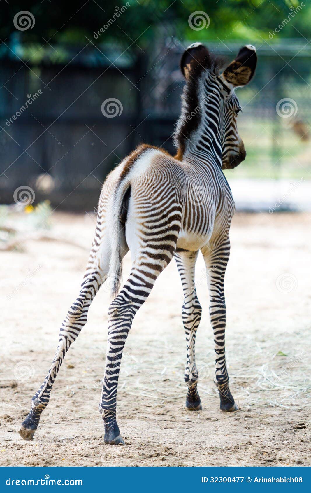 Zebras stock image. Image of grevyi, stripes, baby, calf - 32300477