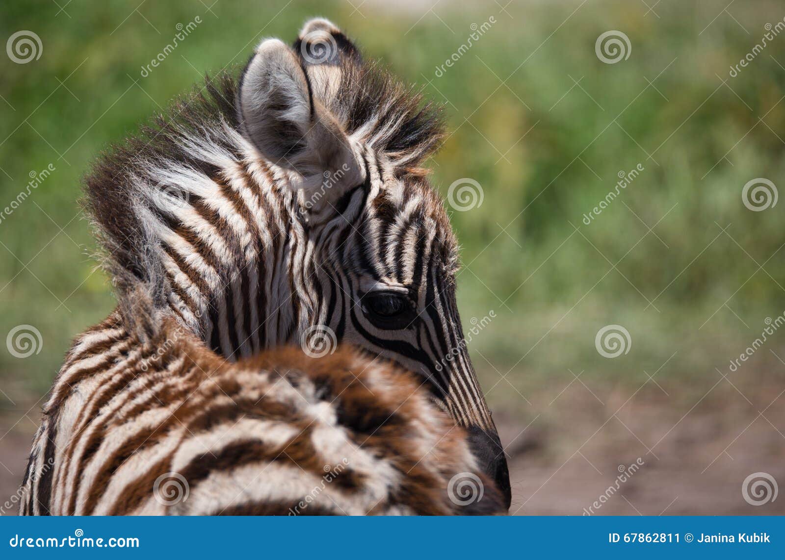 Zebras head stock image. Image of evening, morning, heads - 67862811