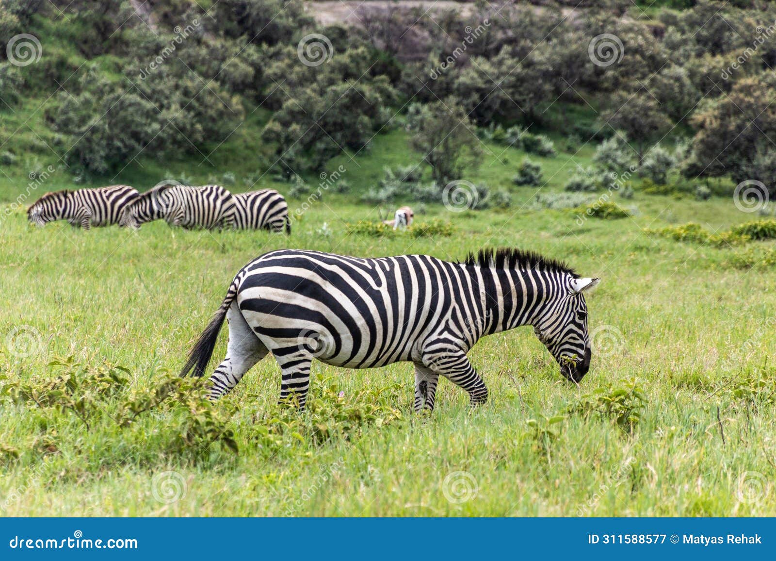 Zebras in the Hell S Gate National Park, Ken Stock Image - Image of ...