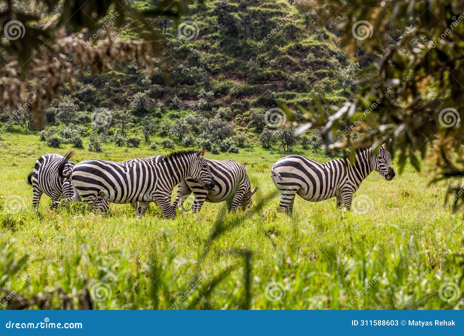 Zebras in the Hell S Gate National Park, Ken Stock Image - Image of ...