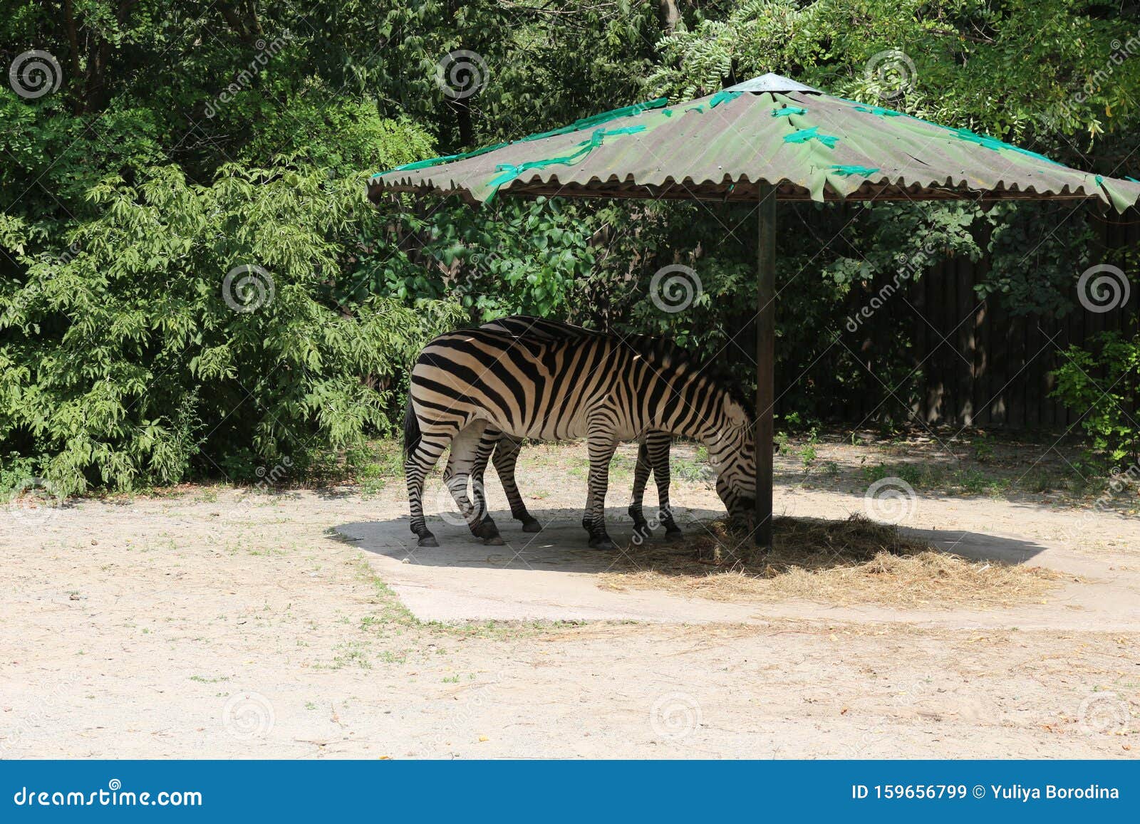 Zebras Hide in the Shade from the Hot Sun Stock Image - Image of leaves ...