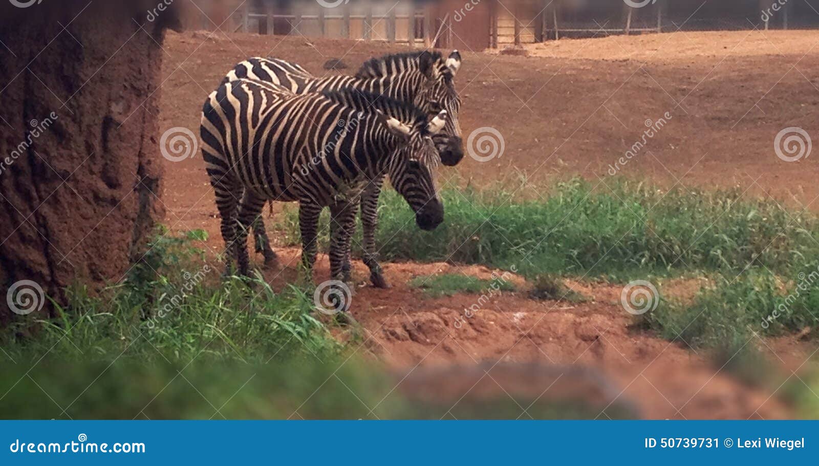 Zebras stock image. Image of grass, zebras, stripes, mates - 50739731