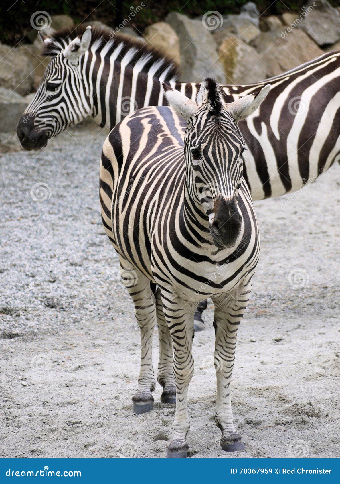 Zebras stock image. Image of equine, animals, merging - 70367959