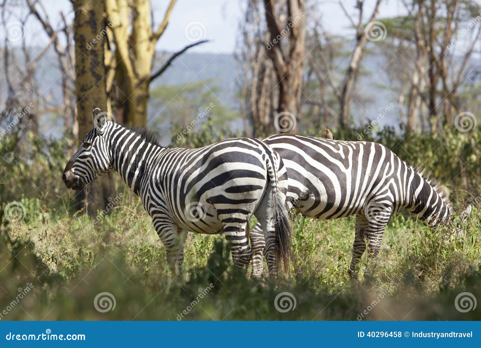 Zebras in Kenya stock photo. Image of safari, standing - 40296458