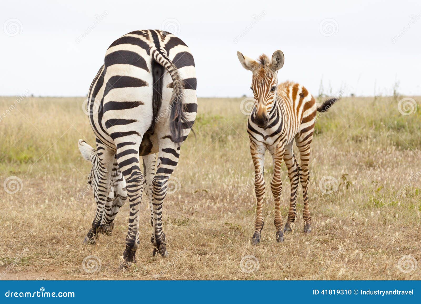 Zebras in Kenya stock photo. Image of africa, steppe - 41819310