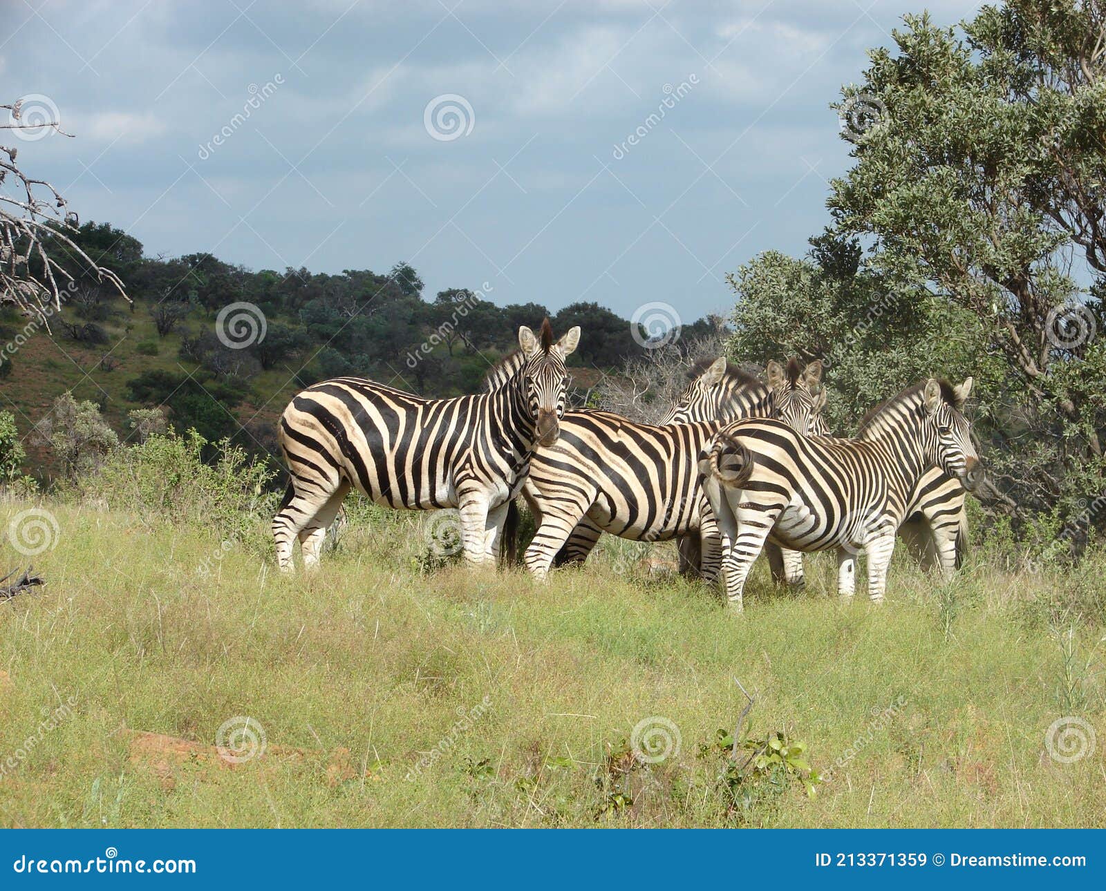 Zebras looking away stock image. Image of safari, zebra - 213371359