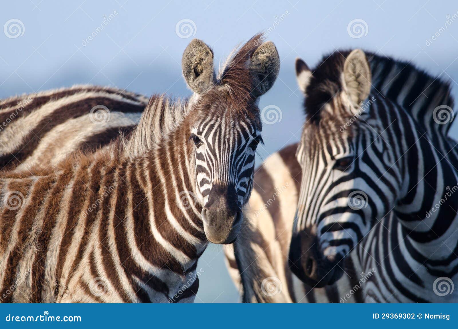 Zebras looking at camera stock photo. Image of nature - 29369302