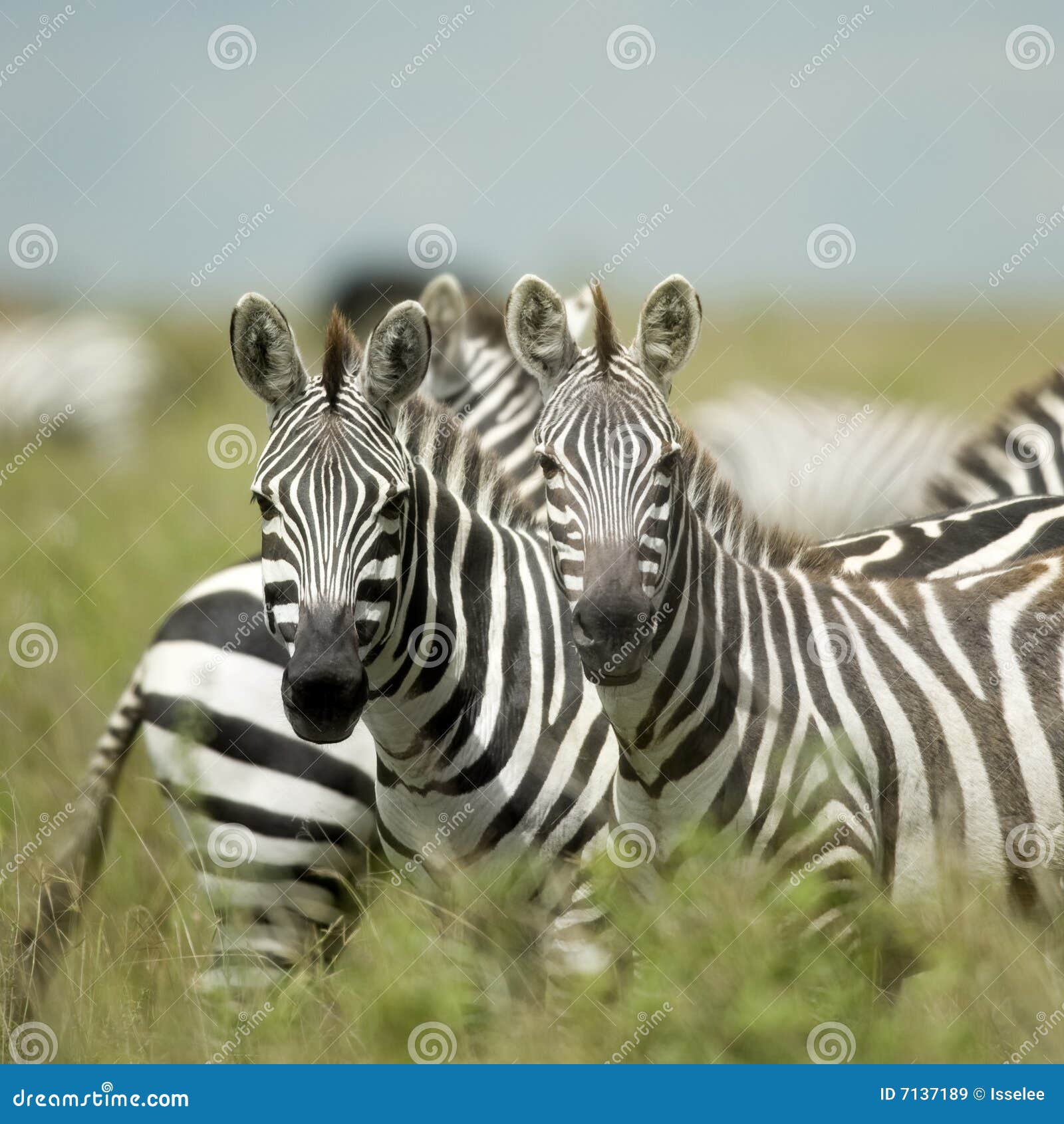 Zebras Looking at the Camera in the Serengeti Stock Image - Image of ...