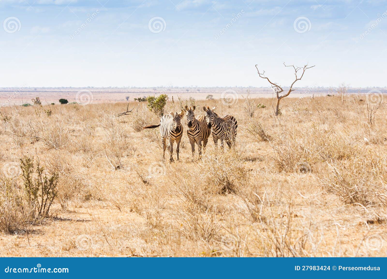 Zebras Looking To the Camera Stock Photo - Image of park, national ...