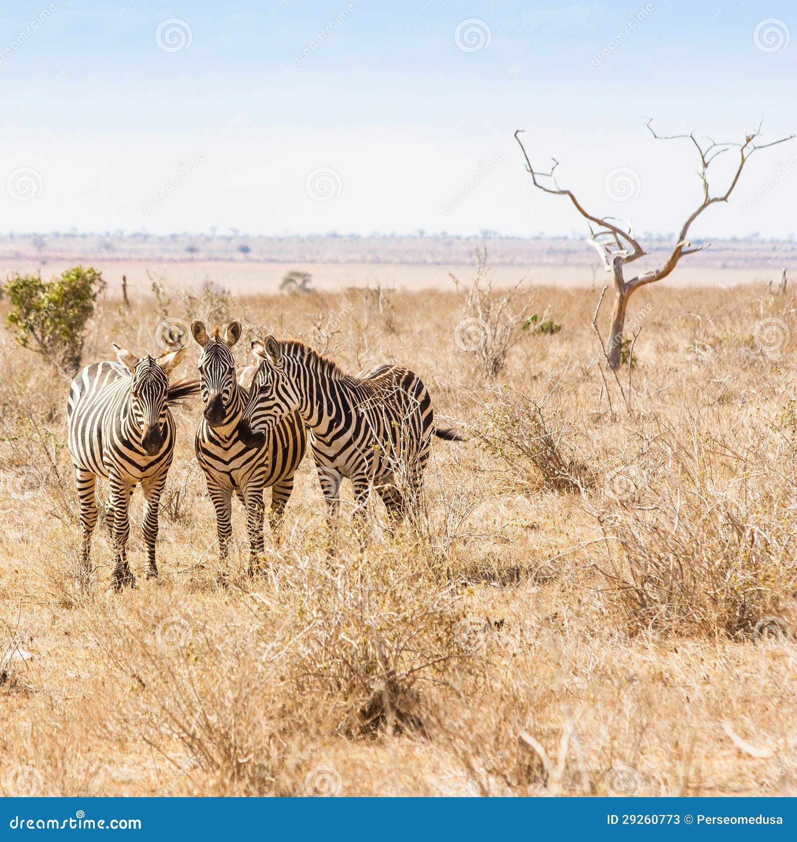 Zebras Looking To the Camera Stock Image - Image of africa, safari ...