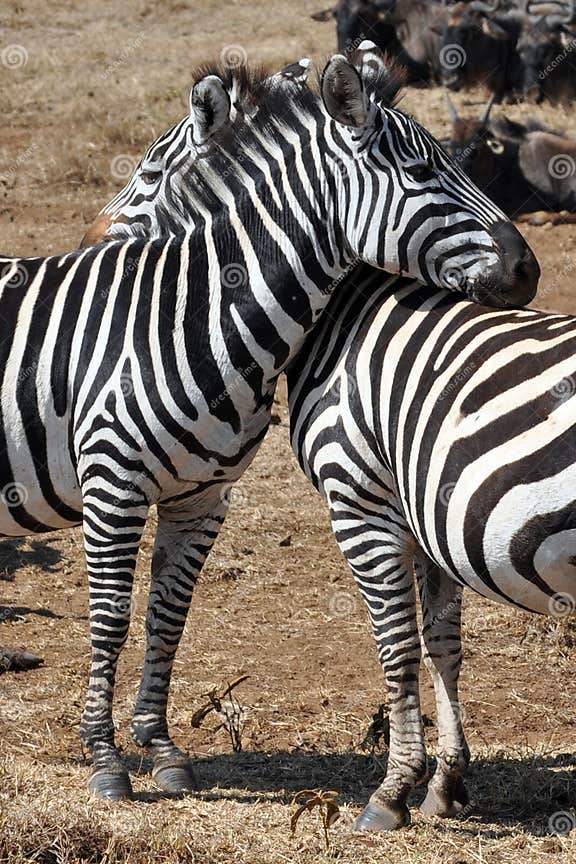Zebras in love stock image. Image of beautiful, fond - 20296623