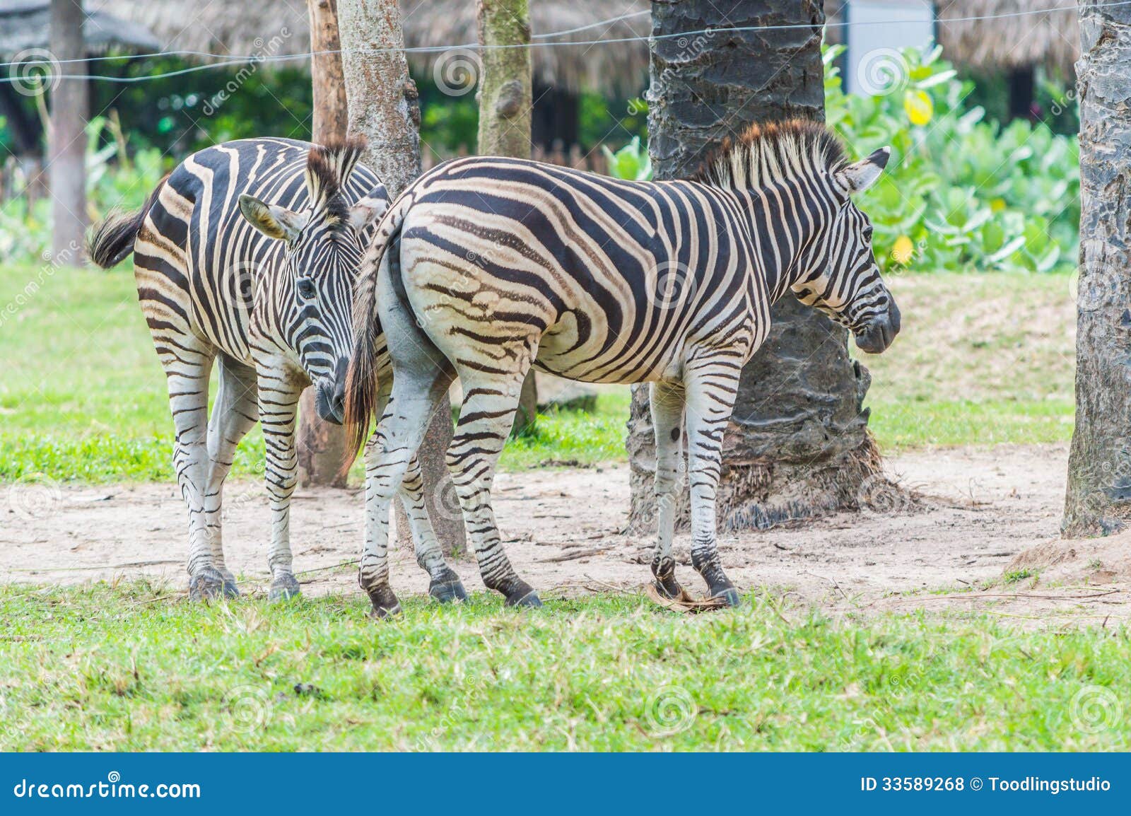 Zebras in love. stock photo. Image of african, plains - 33589268