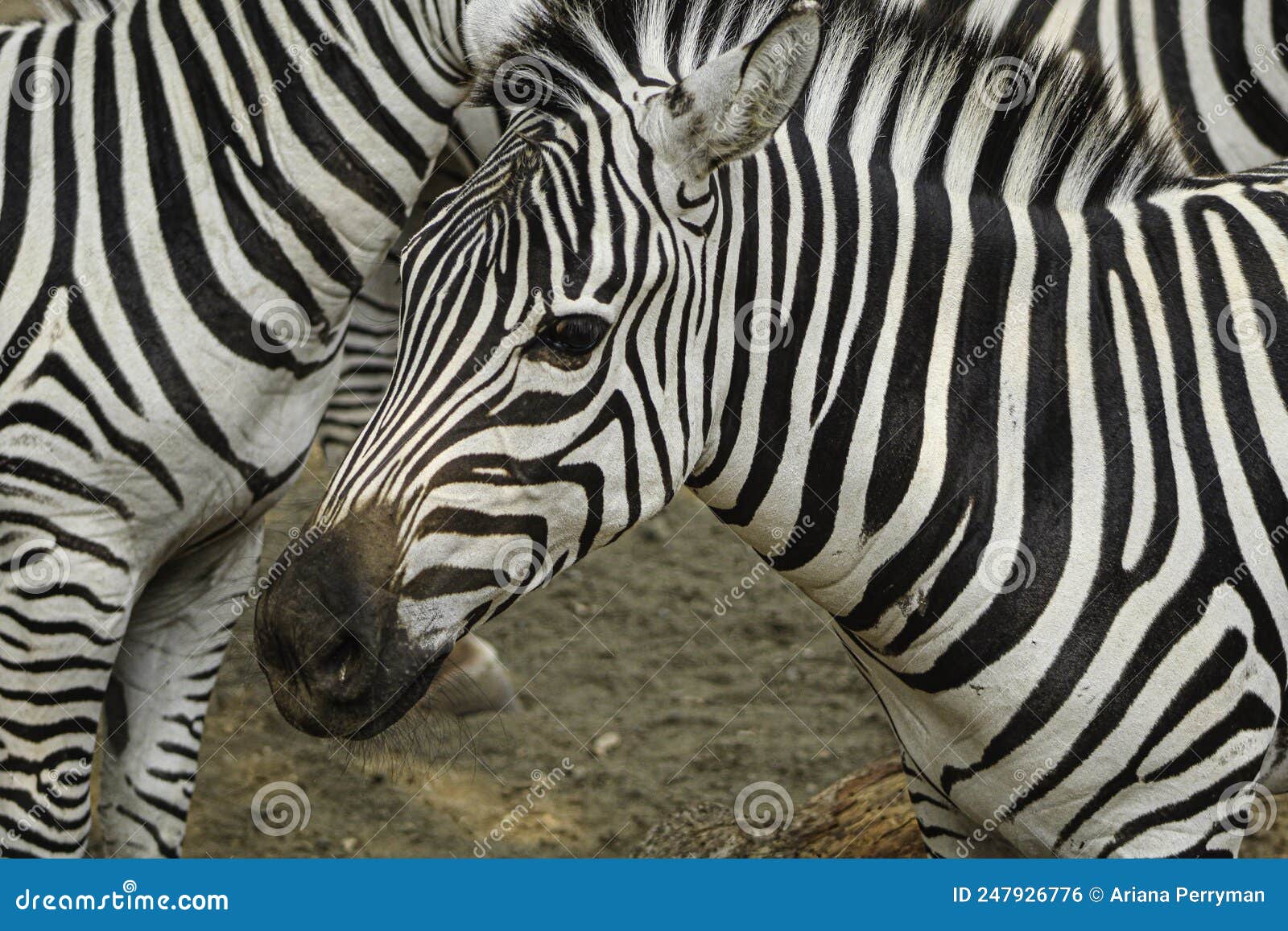 Zebras stock photo. Image of profile, wildlife, wildlifeanimal - 247926776
