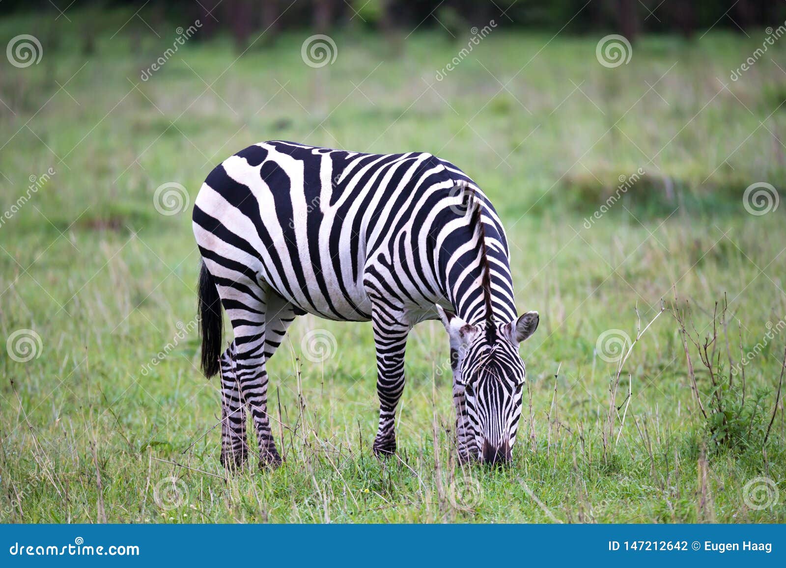 Zebras No Meio Do Savana De Kenya Foto de Stock - Imagem de listra ...