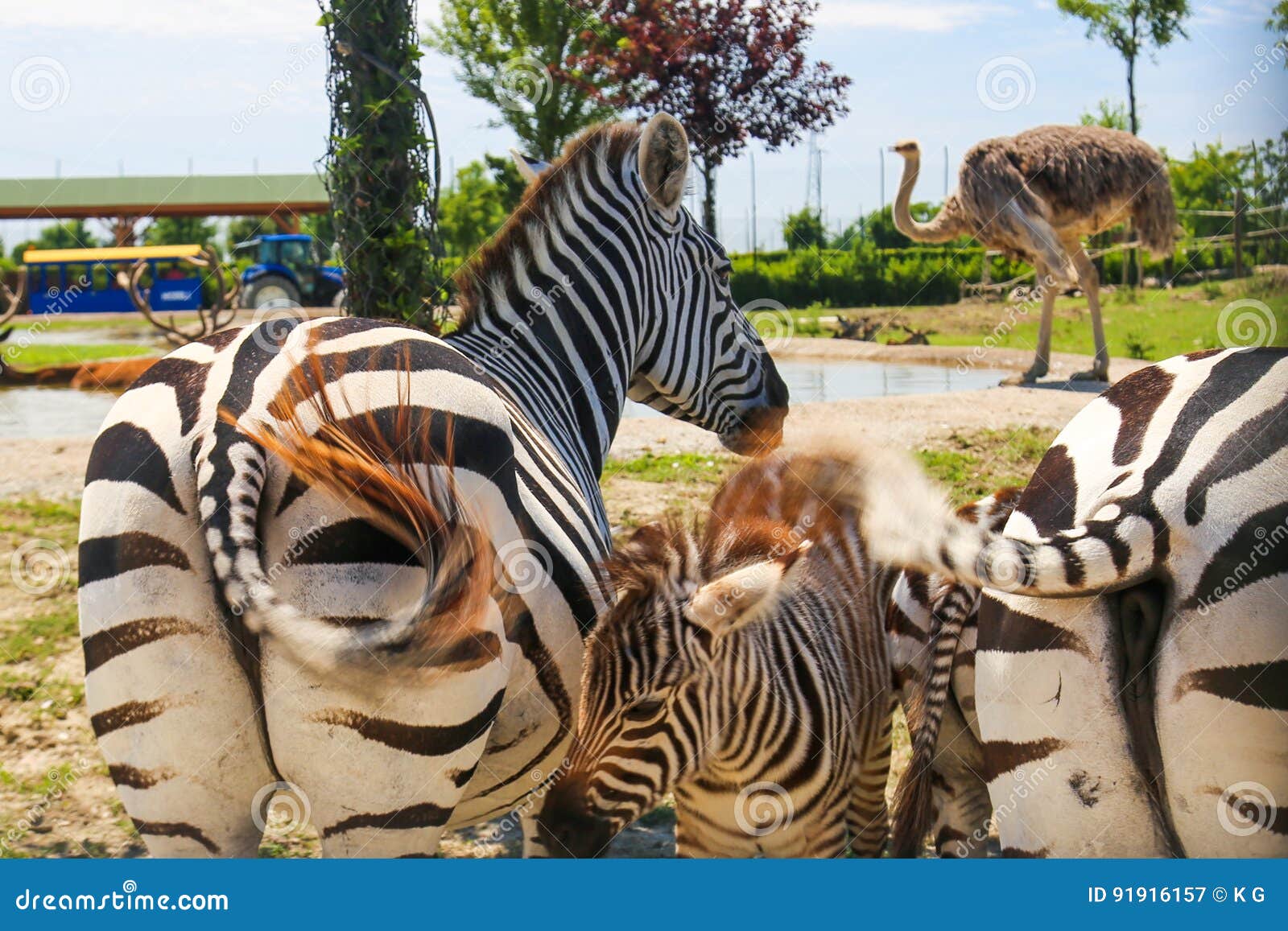 Zebras & ostrich stock image. Image of desert, serengeti - 91916157